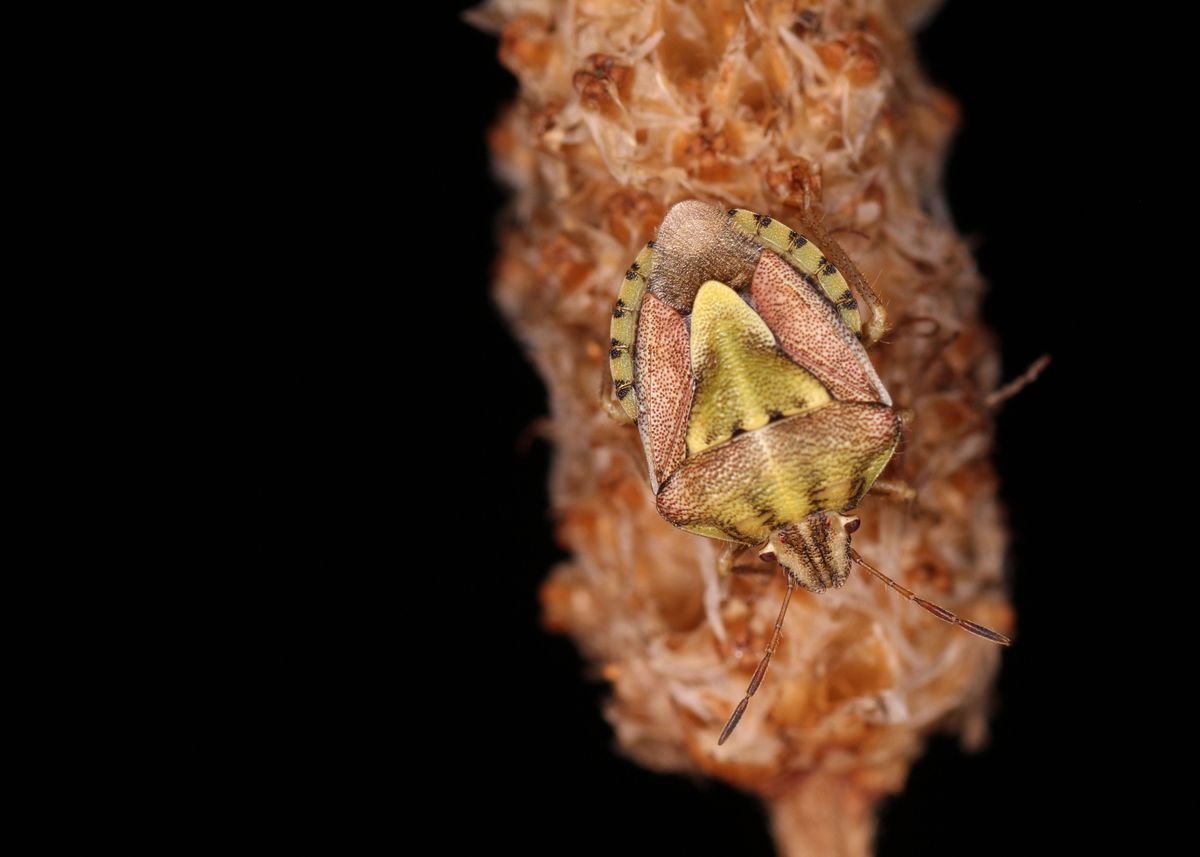 'Shield bug' Poster, picture, metal print, paint by Bastien Le Mort ...