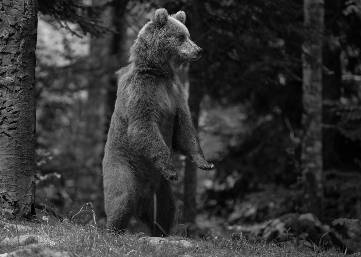 'Brown Bear Upright' Poster, picture, metal print, paint by Florian Neumann | Displate