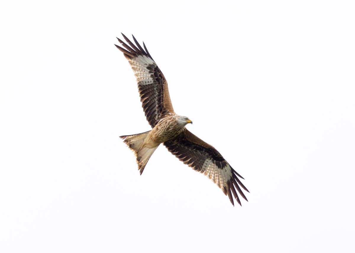 'Milvus milvus' Poster, picture, metal print, paint by Breathing with ...