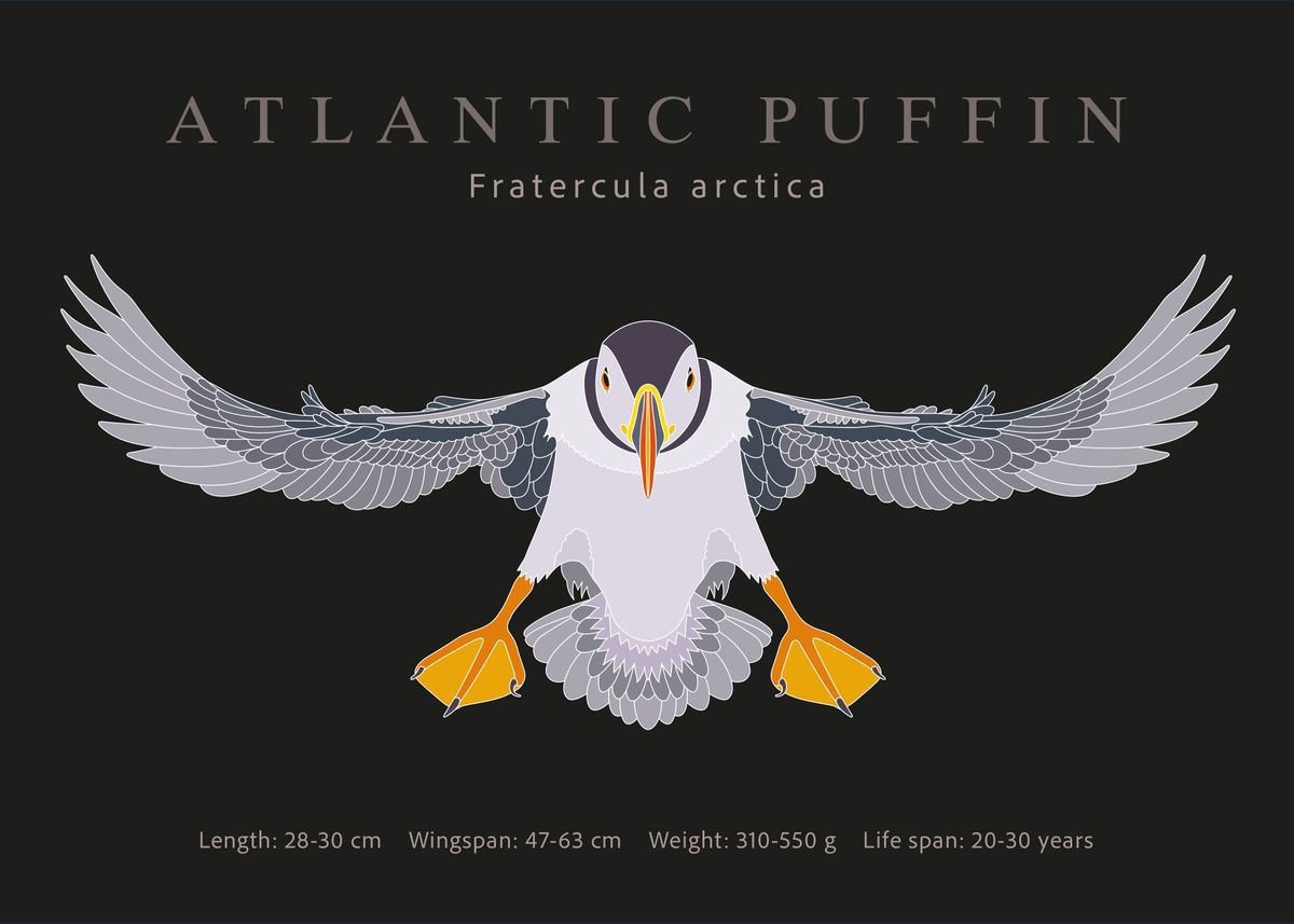 'Atlantic puffin ' Poster, picture, metal print, paint by Angling Knots ...