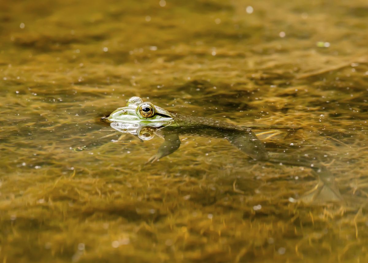 'Bullfrog floating in water' Poster, picture, metal print, paint by ...