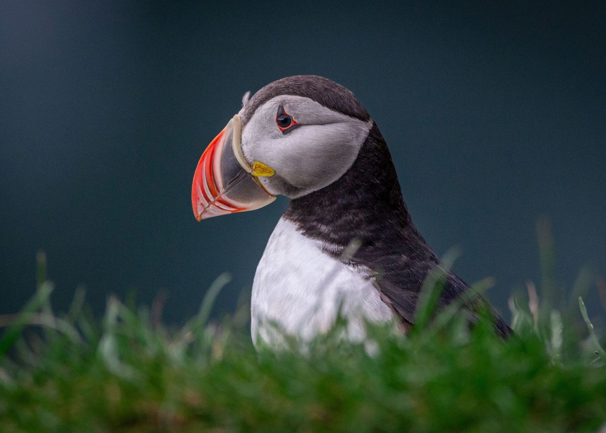 'Puffin' Poster, picture, metal print, paint by Ged Aie | Displate