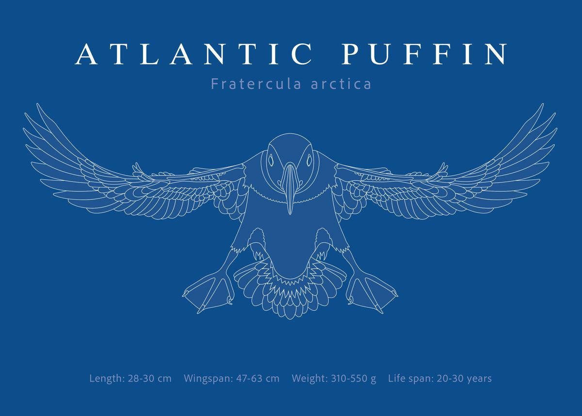 'Atlantic puffin' Poster, picture, metal print, paint by Angling Knots ...