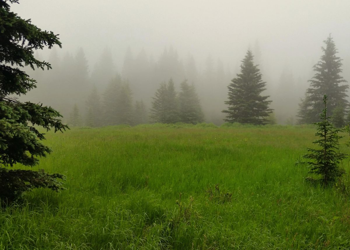 'Misty Meadow' Poster, picture, metal print, paint by Phillip | Displate