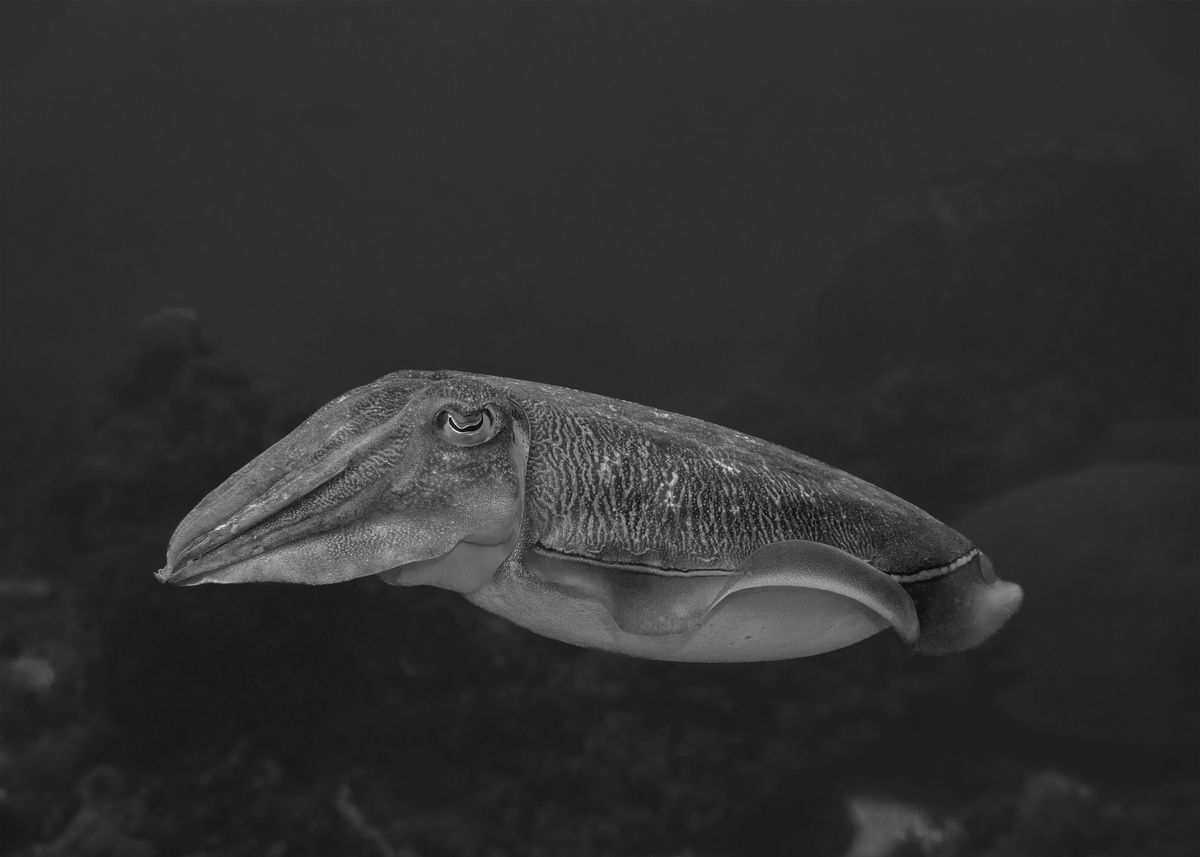 'Cuttlefish Gliding In Oman' Poster, picture, metal print, paint by ...
