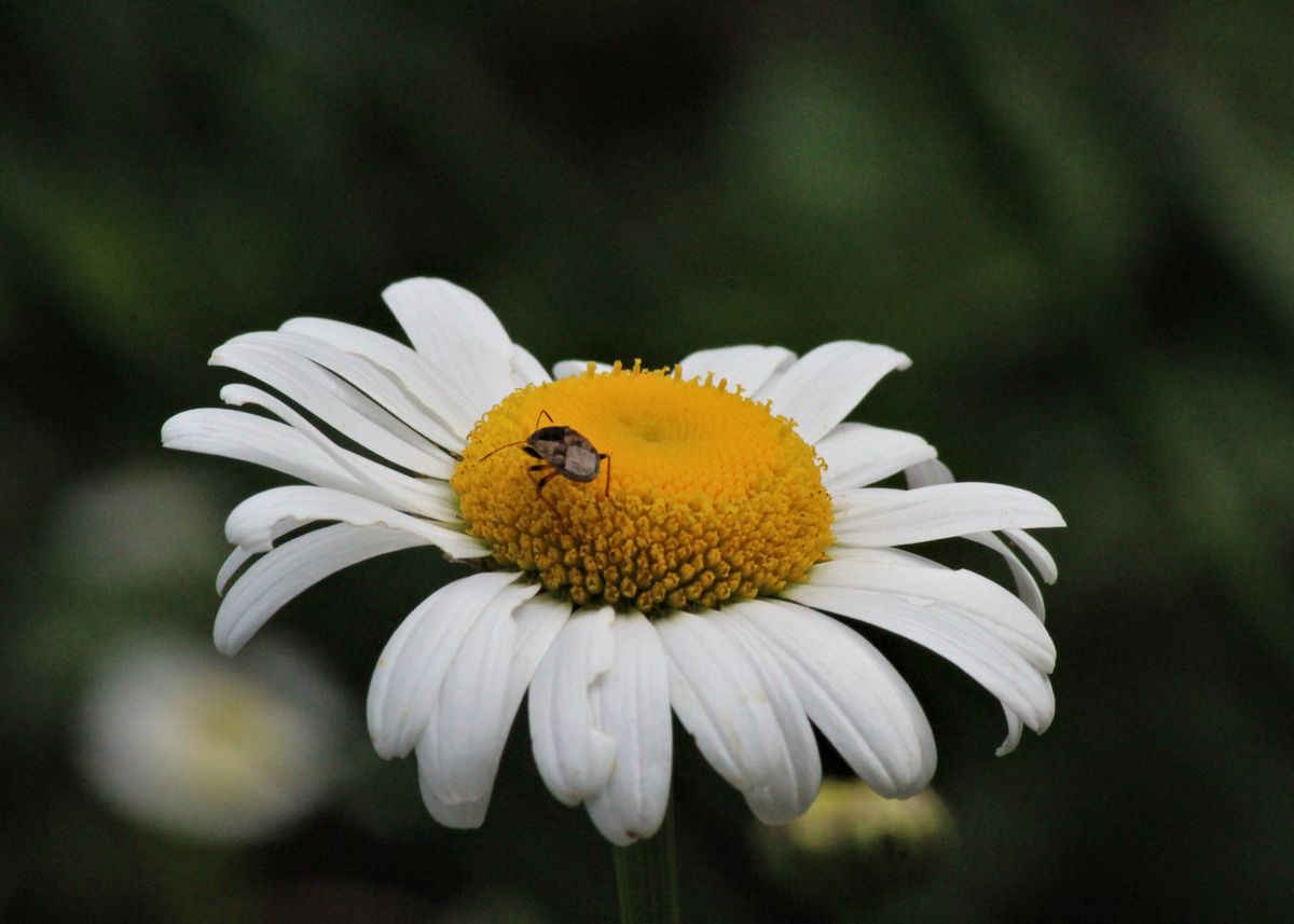 'Daisy with Bug' Poster, picture, metal print, paint by Nathan Serny ...