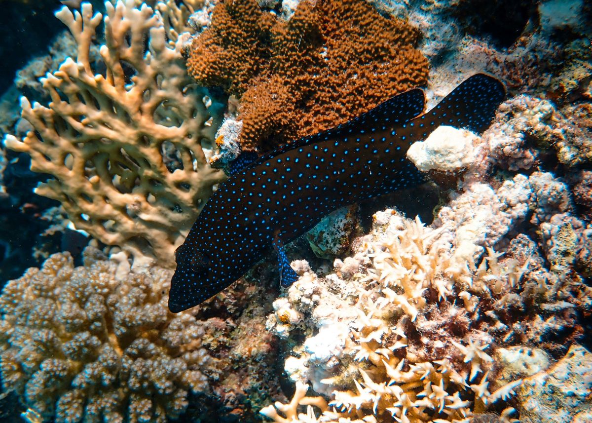 'Black and Blue Spotted Fish' Poster, picture, metal print, paint by ...