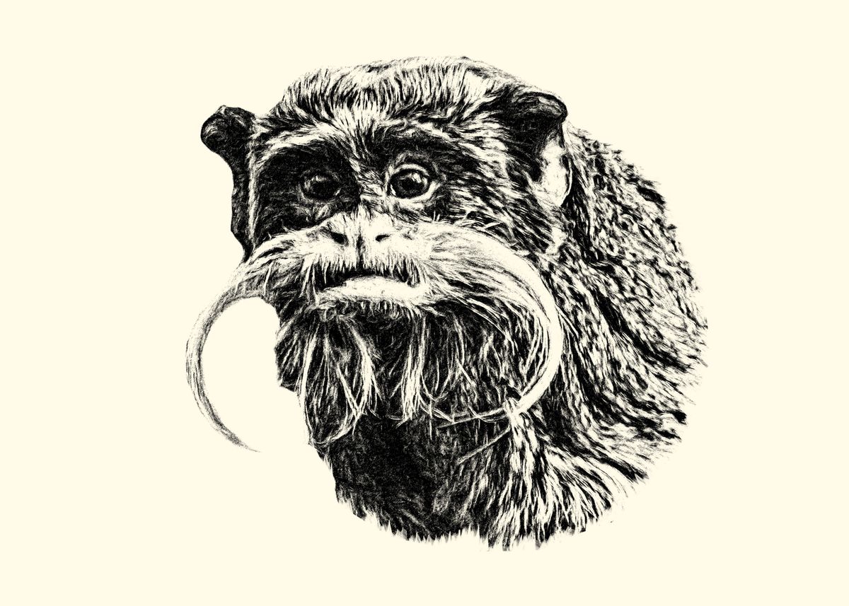 'Emperor Tamarin Portrait' Poster, picture, metal print, paint by Gyula ...