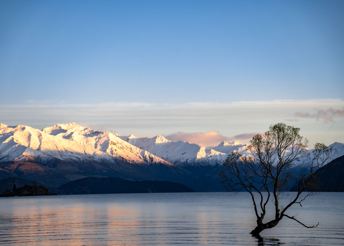 'Wanaka Tree in Mountain Lake' Poster, picture, metal print, paint by ...