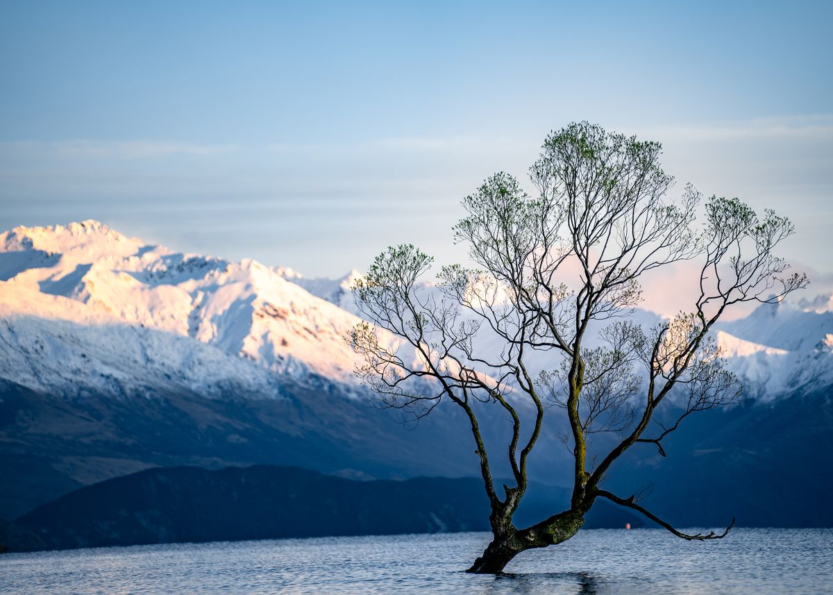 'Wanaka Tree in Mountain Landscape' Poster, picture, metal print, paint ...
