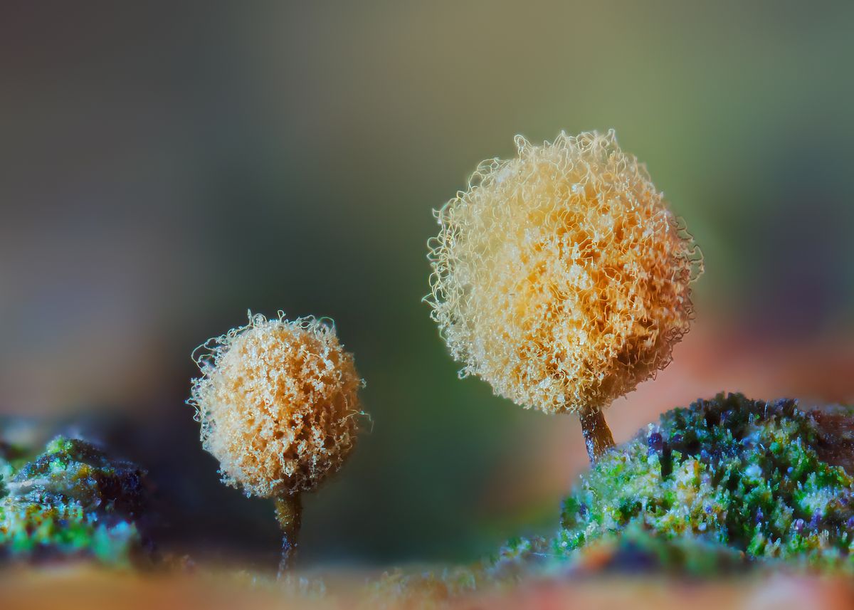 'Push Pin Slime Mold' Poster, picture, metal print, paint by Lukas ...