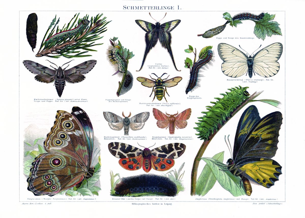 'Butterflies 1 Vintage Insects' Poster, picture, metal print, paint by ...