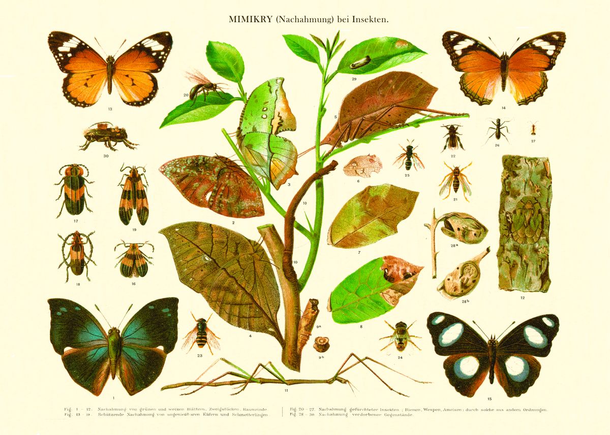 ' Insects Vintage Mimicry (imitation)' Poster, picture, metal print ...