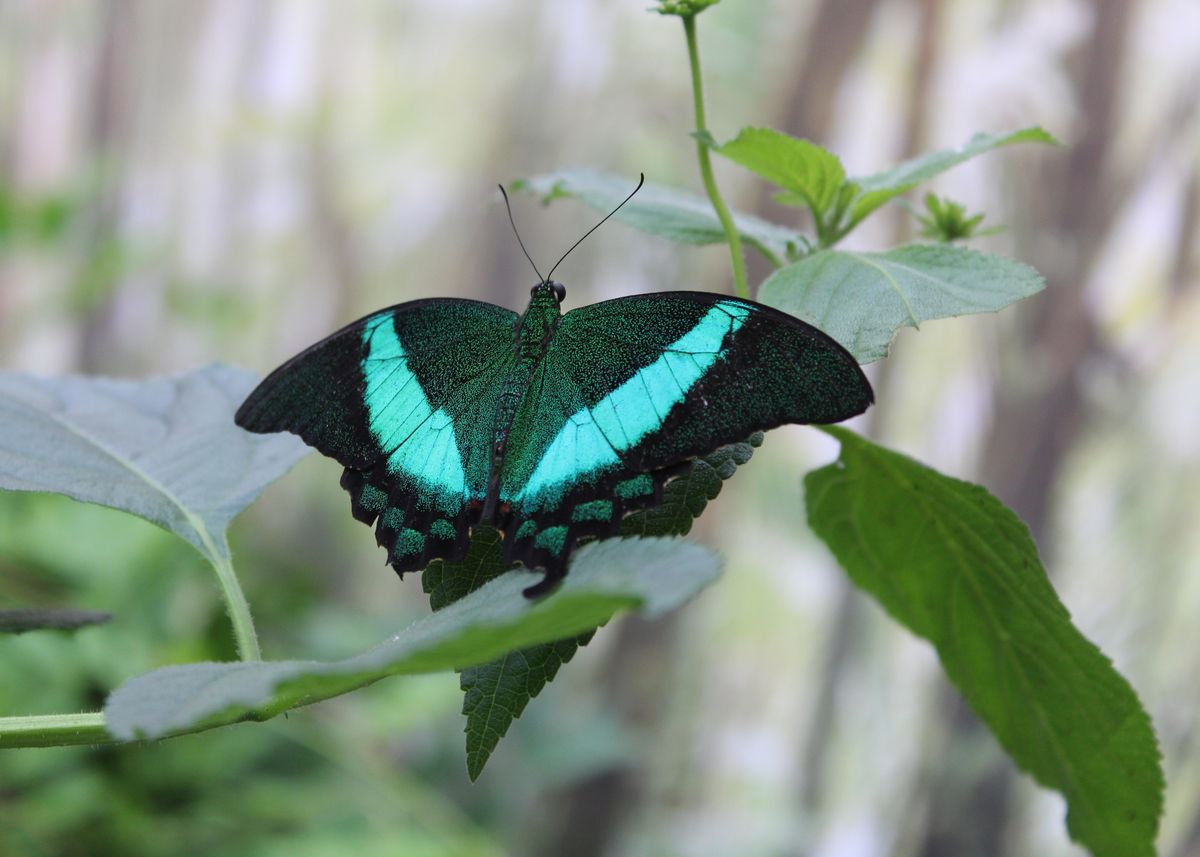 'Emerald Swallowtail Butterfly' Poster, picture, metal print, paint by ...