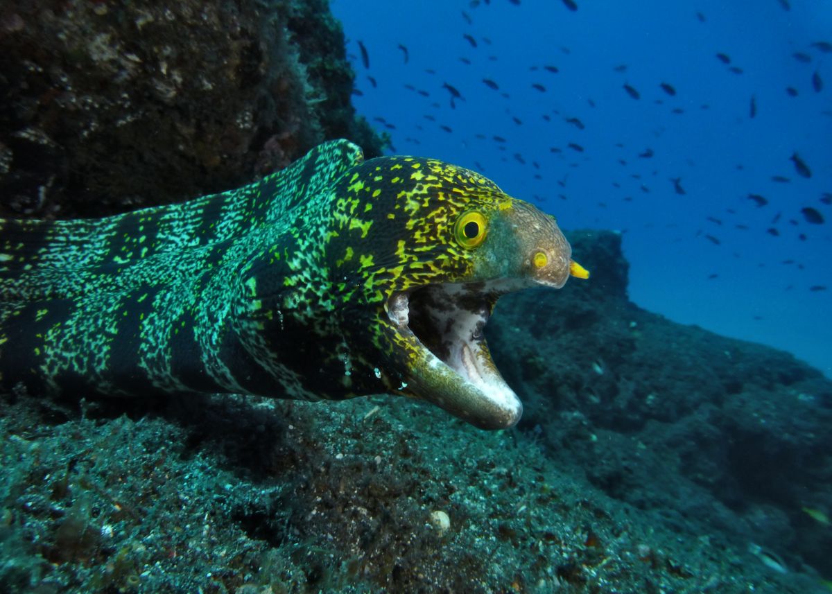 'Green Moray Eel Underwater' Poster, picture, metal print, paint by ...