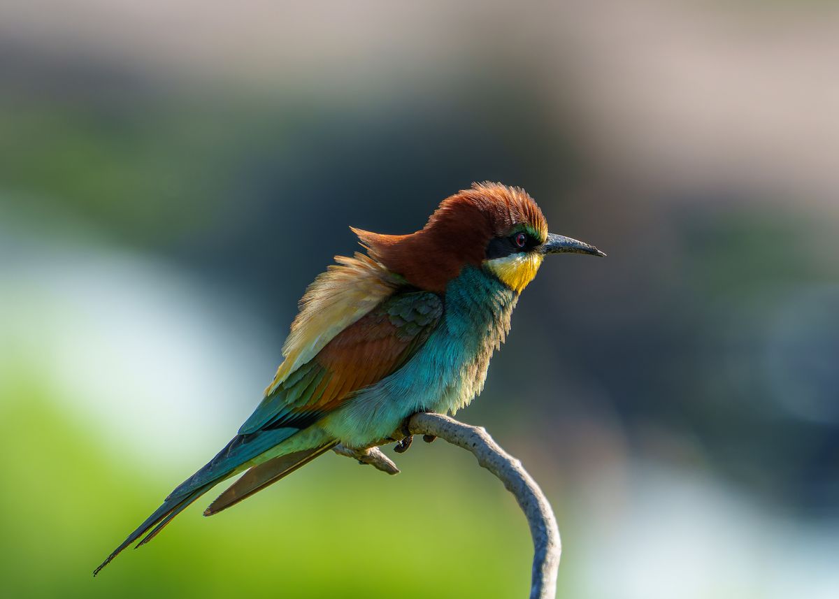 'European Bee-eater Bird' Poster, picture, metal print, paint by ...