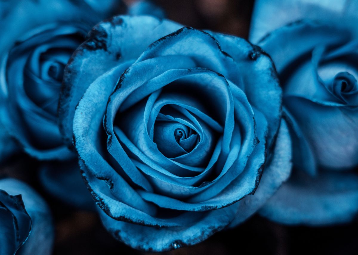 'Blue Rose Close-Up' Poster, picture, metal print, paint by Drews ...