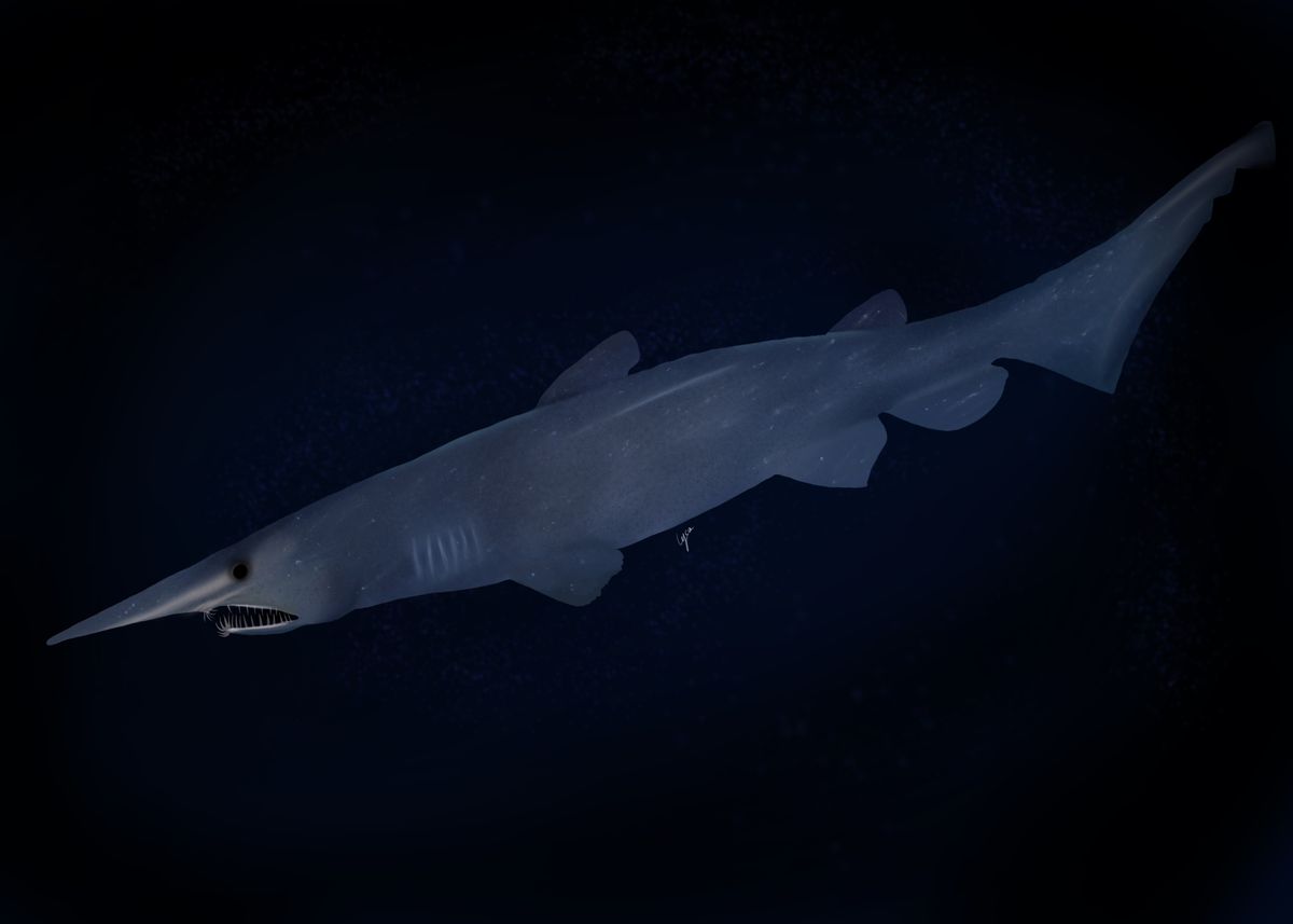 'Goblin Shark in Deep Sea' Poster, picture, metal print, paint by Lyca ...