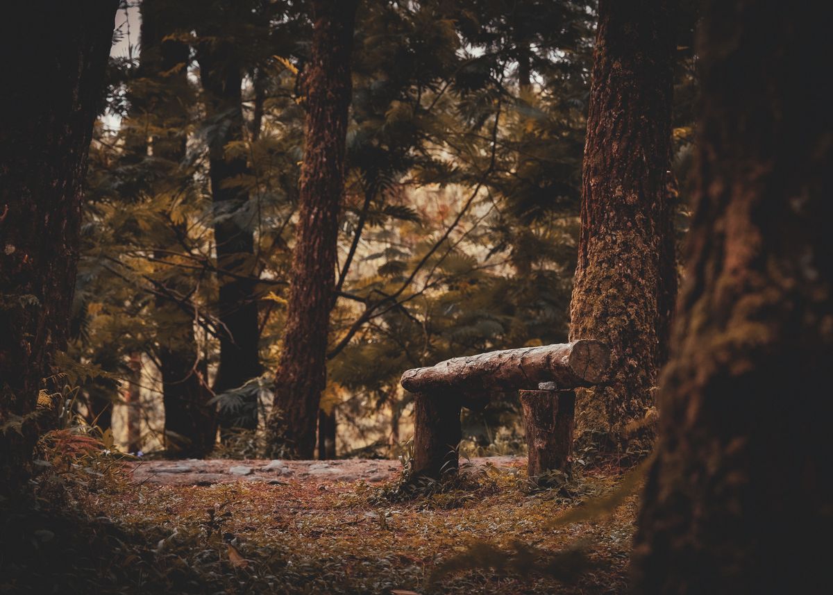 'Forest Bench' Poster, picture, metal print, paint by rizky asmara | Displate