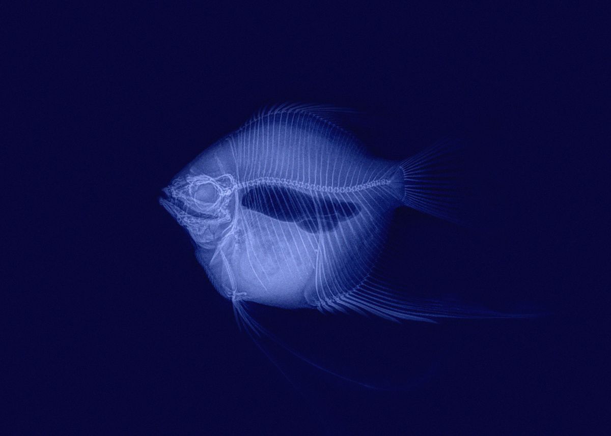 'Angelfish X-ray' Poster, picture, metal print, paint by MAB Animal ...