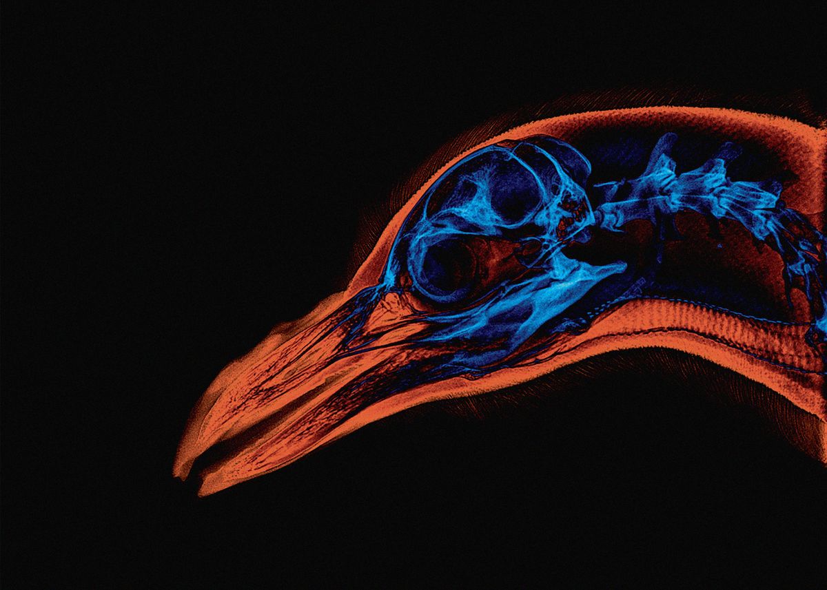 'African Penguin Skull X-ray' Poster, picture, metal print, paint by ...