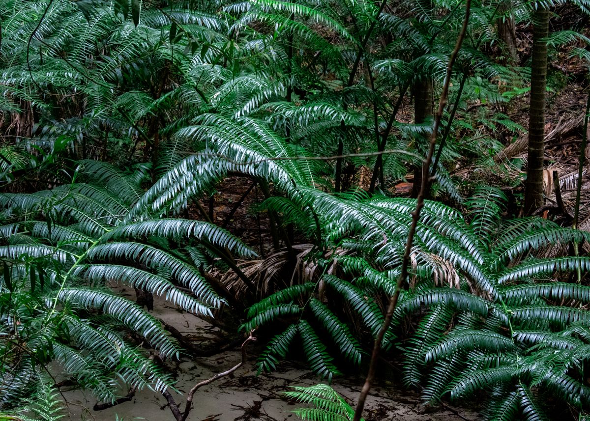 'King Fern' Poster, picture, metal print, paint by Ben | Displate