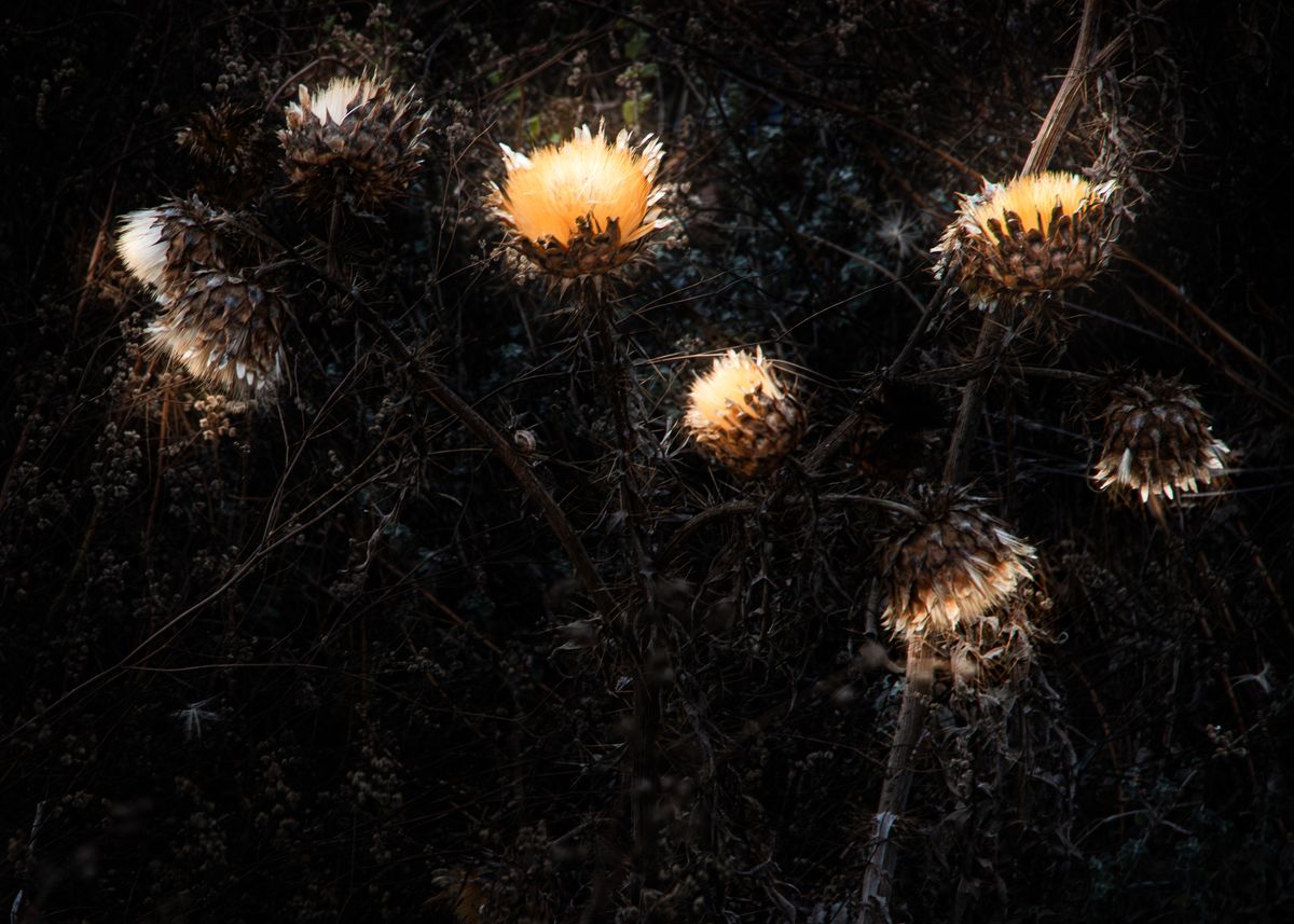 'Natural Light' Poster, picture, metal print, paint by Beau Sas | Displate