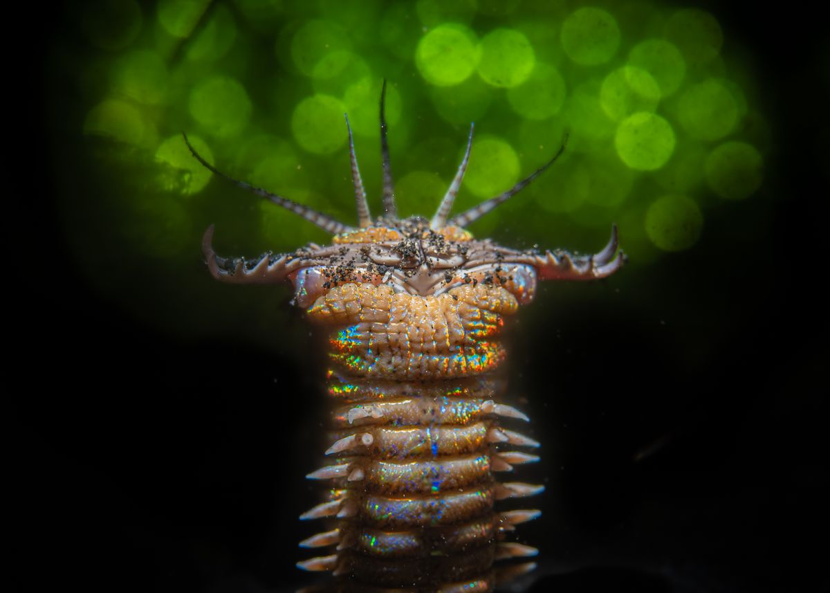 'Bobbit Worm Bubble Bokeh' Poster, picture, metal print, paint by ...