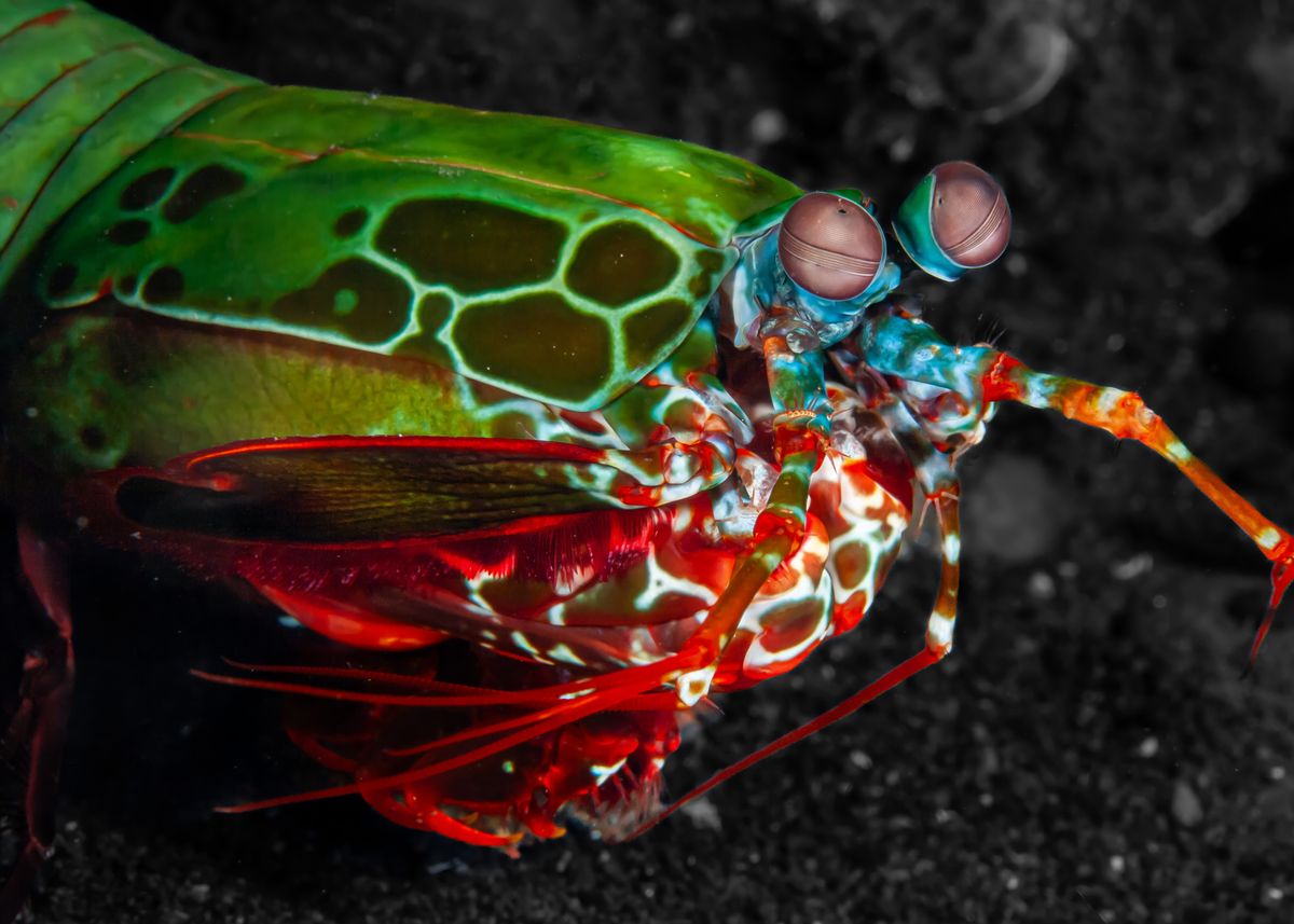 'Peacock Mantis Shrimp' Poster, picture, metal print, paint by Aliens ...