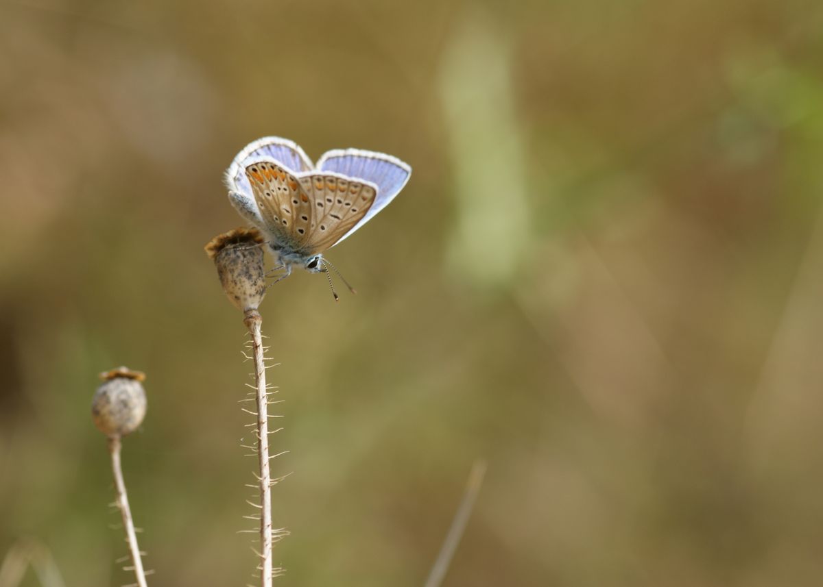 'Blue Butterfly on Poppy Seed Pod' Poster, picture, metal print, paint ...