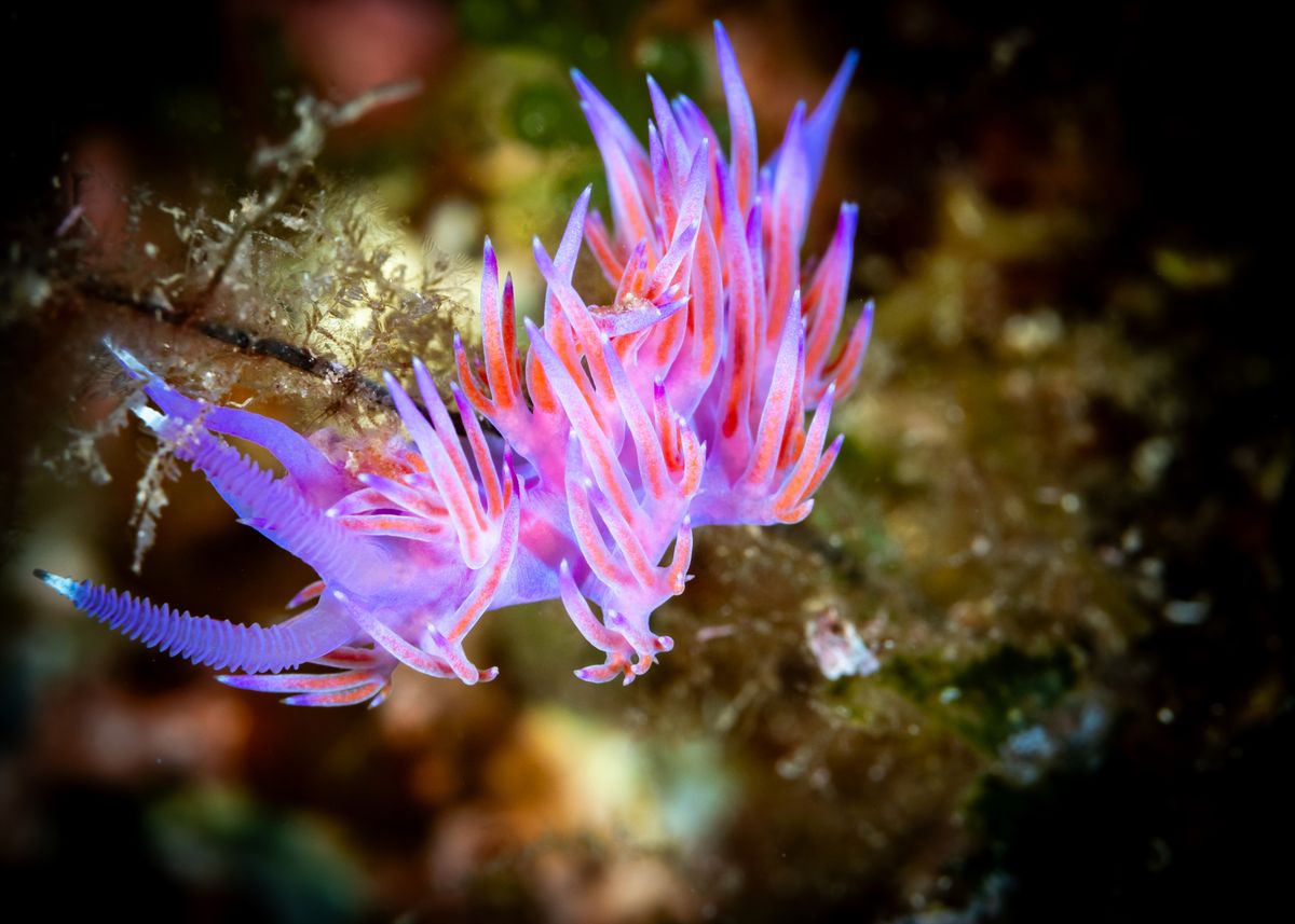 'Purple and Red Nudibranch' Poster, picture, metal print, paint by ...