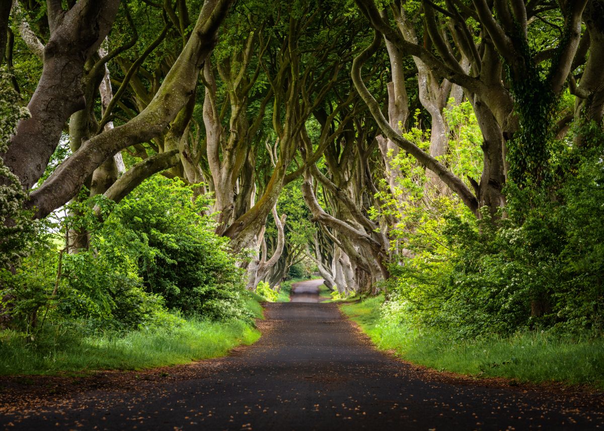 'Dark Hedges Road | Game of Thrones' Poster, picture, metal print ...