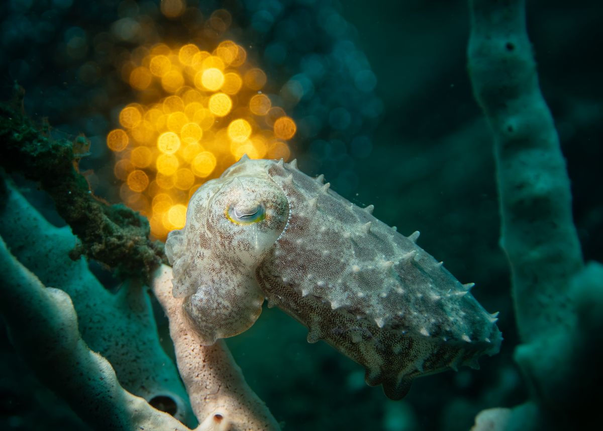 'Dwarf Cuttlefish Bubble Bokeh' Poster, picture, metal print, paint by ...