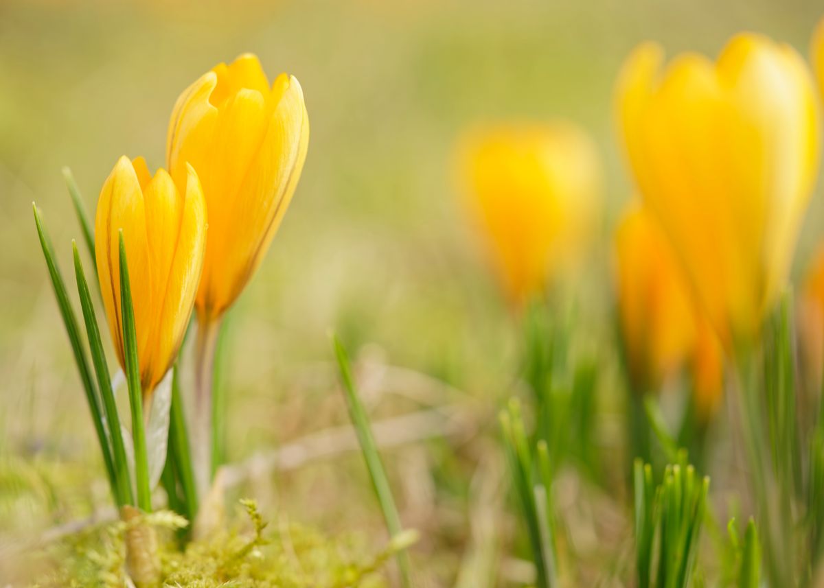 'Yellow Crocuses in Spring' Poster, picture, metal print, paint by ...