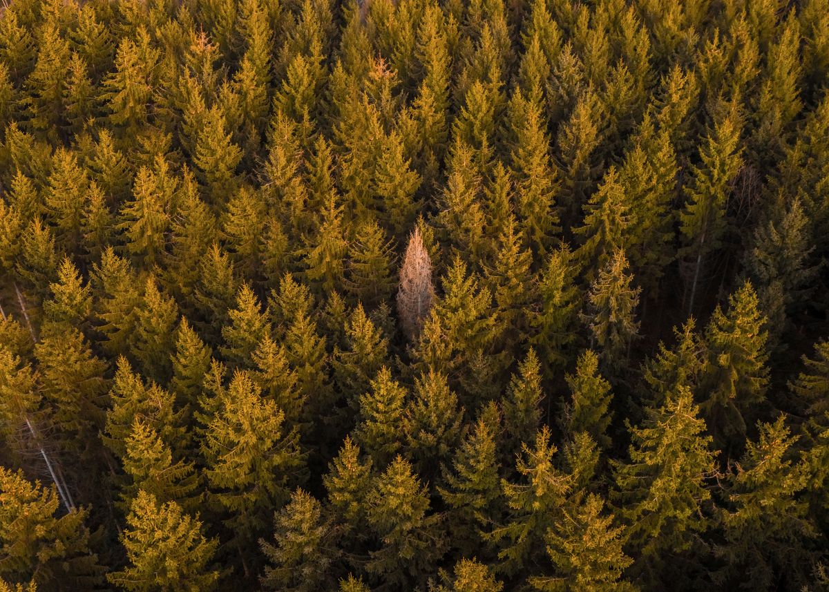 'Lone Tree in Forest' Poster, picture, metal print, paint by Gregory ...