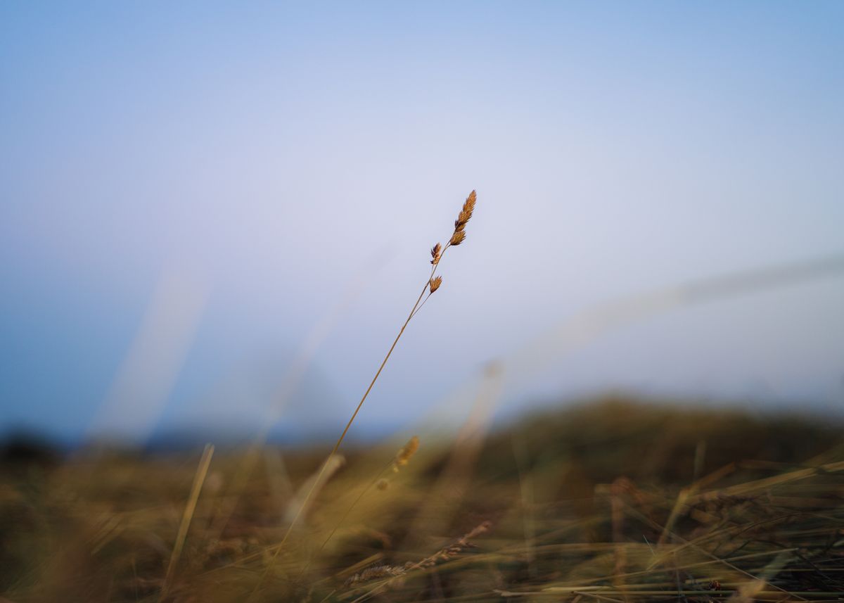 'Single Grass Stalk' Poster, picture, metal print, paint by Coach Chris ...