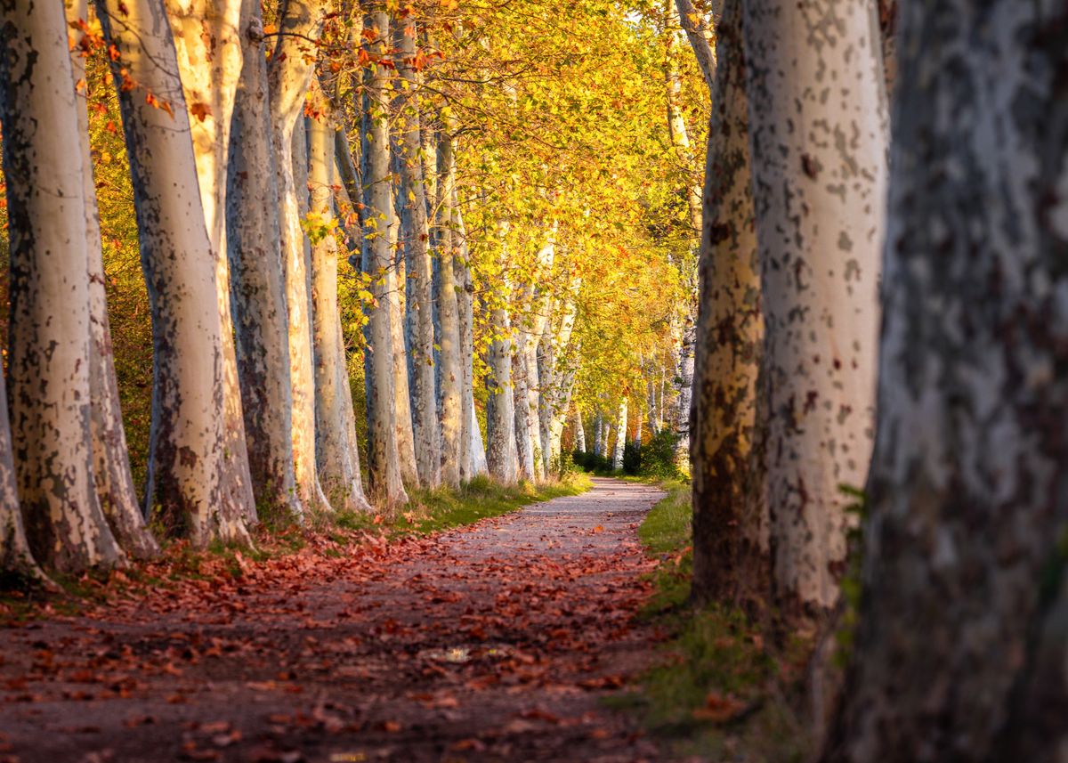 'Autumn Tree Lined Path' Poster, picture, metal print, paint by Maxime ...