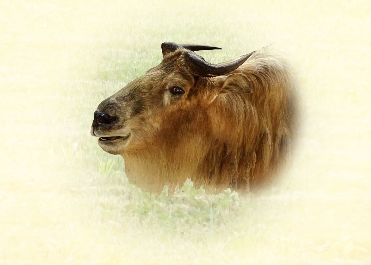 'Takin Portrait' Poster, picture, metal print, paint by Gyula Gvardián ...