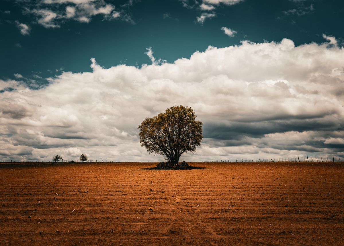 'Lone Tree in Field' Poster, picture, metal print, paint by Jarednima ...