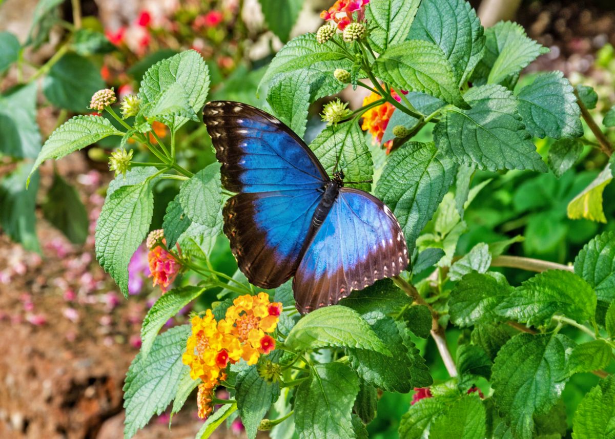 'Blue Morpho Butterfly on Flowers' Poster, picture, metal print, paint ...