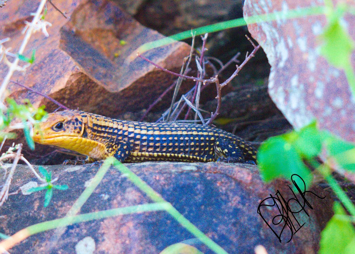 'Yellow-Striped Lizard' Poster, picture, metal print, paint by ...