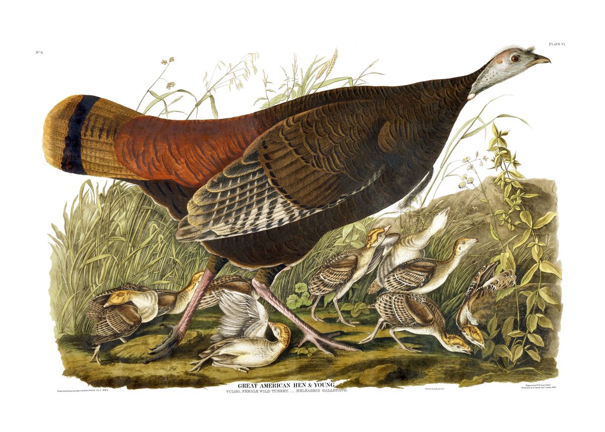 'The Birds of America - Great American Hen & Young' Poster, picture ...