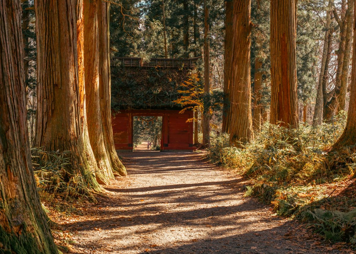 'Togakushi Forest Shrine in Nagano, Japan' Poster, picture, metal print ...
