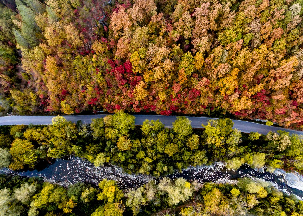'Autumn Forest Aerial View' Poster, picture, metal print, paint by ...