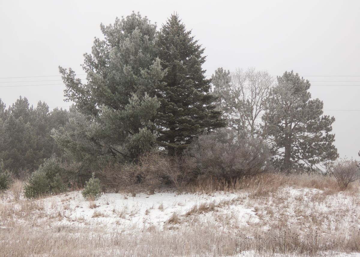 'Snowy Forest Clearing' Poster, picture, metal print, paint by Brian ...