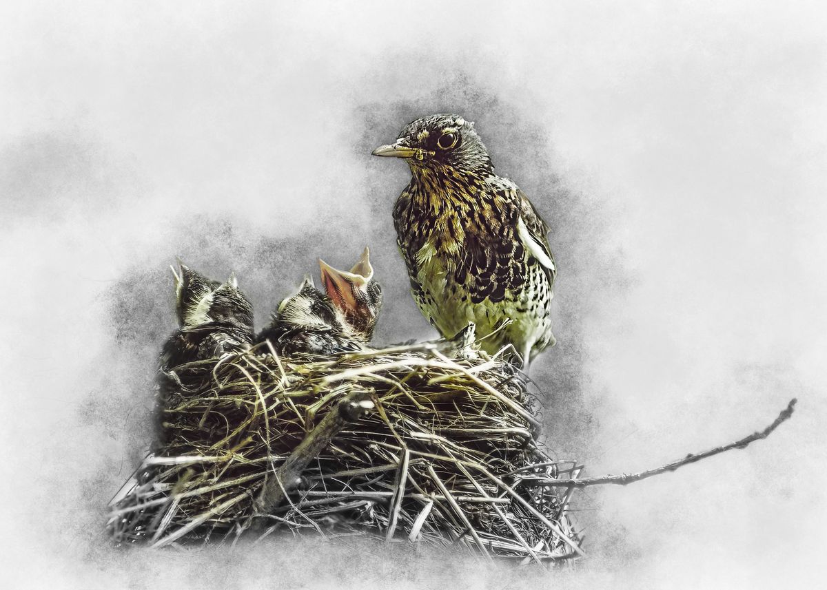 'Bird Family Nest' Poster, picture, metal print, paint by Alain Gaymard ...