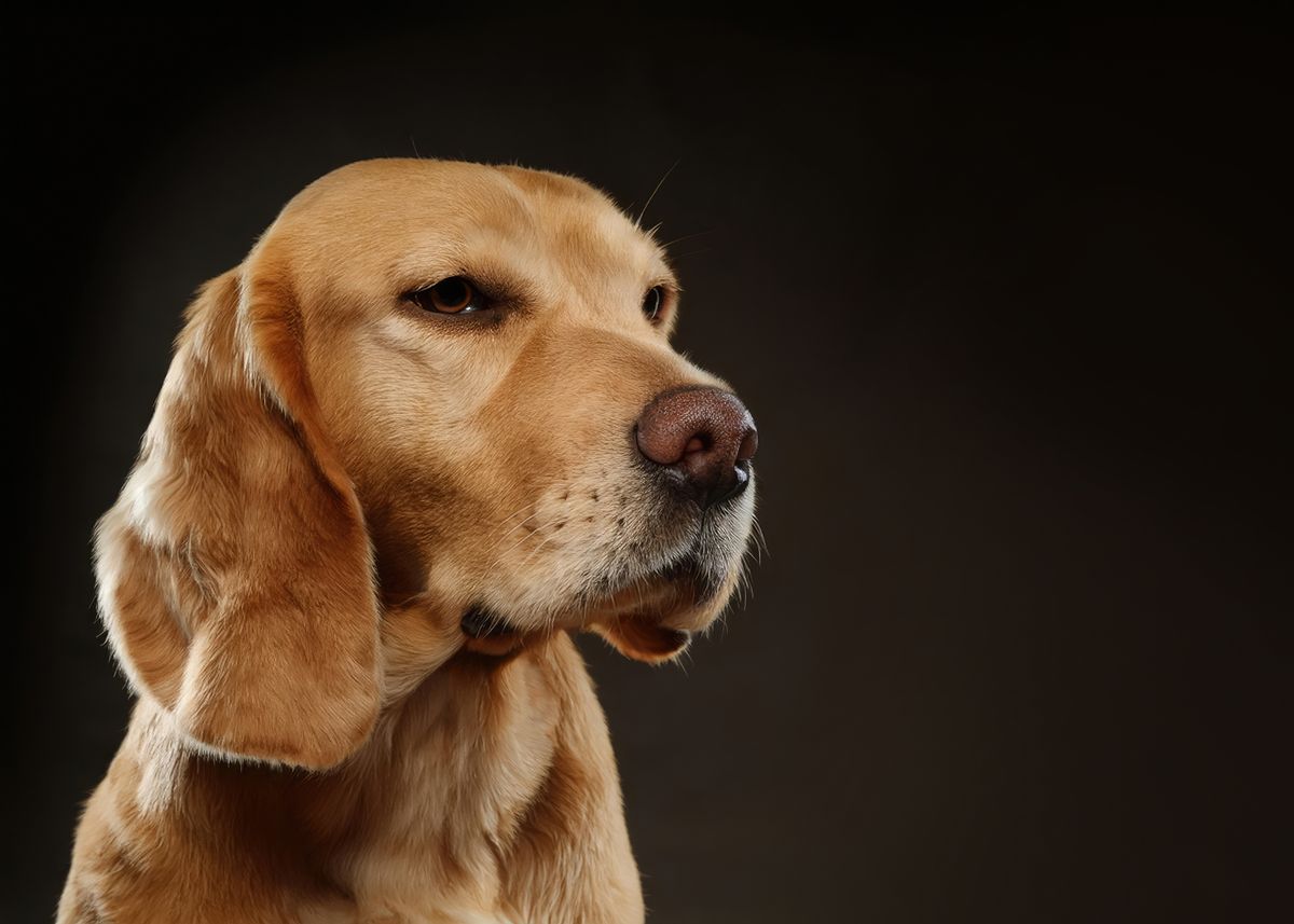 'Golden Spanador' Poster, picture, metal print, paint by PsychoShadow | Displate