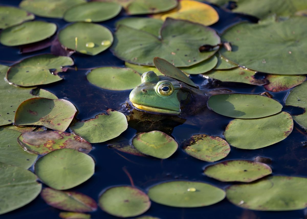 'Frog in Lily Pads' Poster, picture, metal print, paint by Travel ...