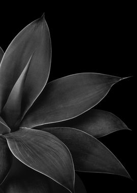 'Gray Agave 1 ' Poster, picture, metal print, paint by Anita's & Bella ...