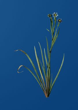 'Vintage Bermudiana' Poster, picture, metal print, paint by Holy Rock ...